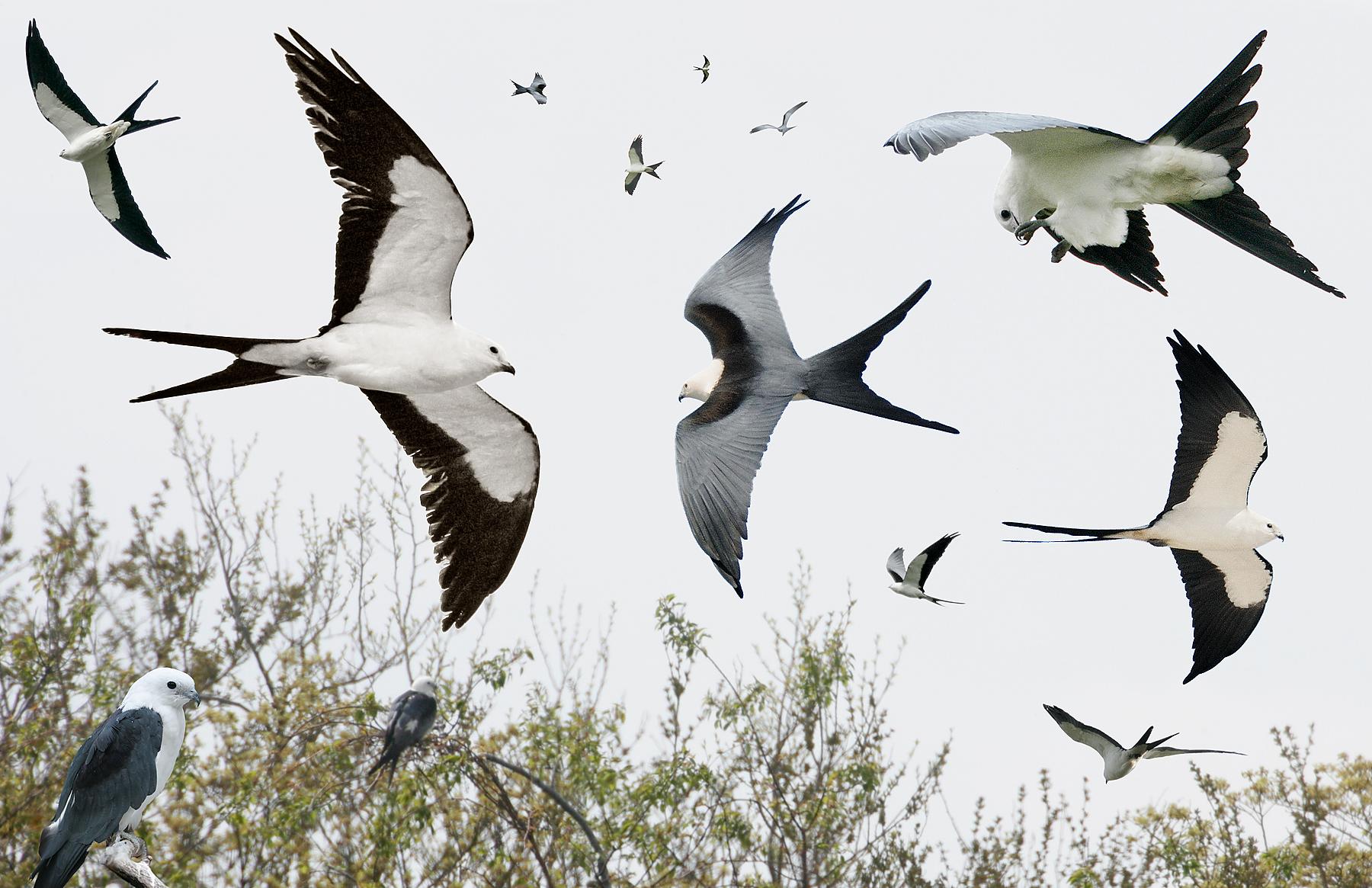 How Humans Have Driven Bird Populations to the Brink of Extinction ...