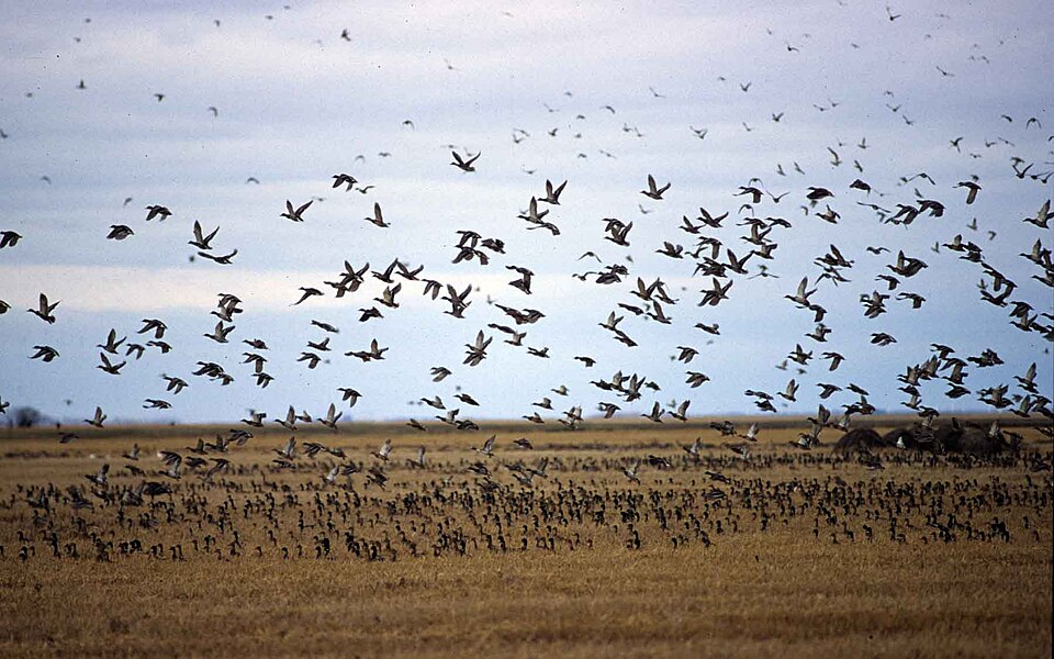 How to Help Wild Birds During Their Spring and Fall Migrations - The ...
