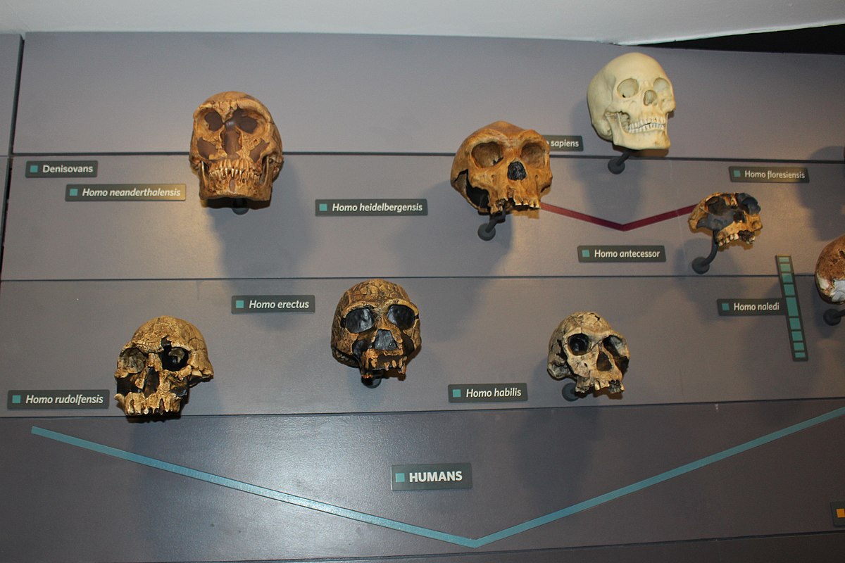 The Multi-Million-Year Path to Becoming Human—Are We Actually There Yet ...